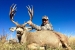 Fully Guided Trophy Mule Deer Hunts in Colorado | J&D Outfitters